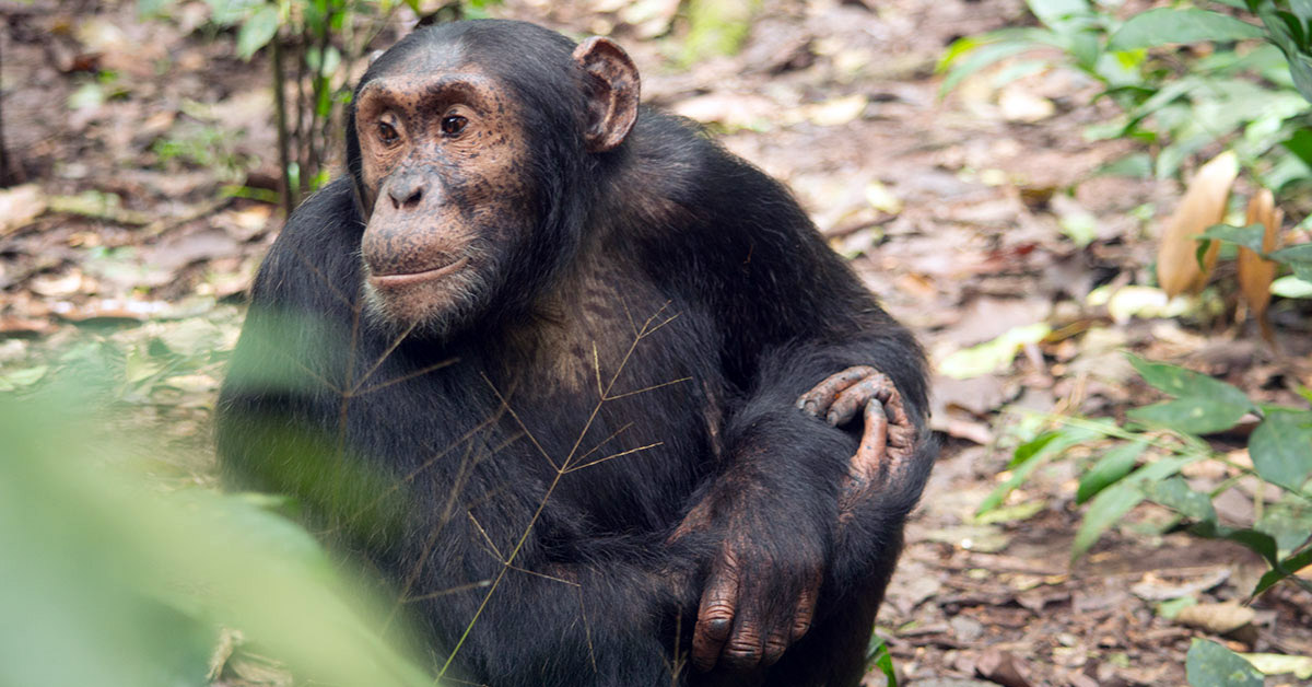 2 days Chimp Tracking Nyungwe » Chimpanzee Trekking Rwanda