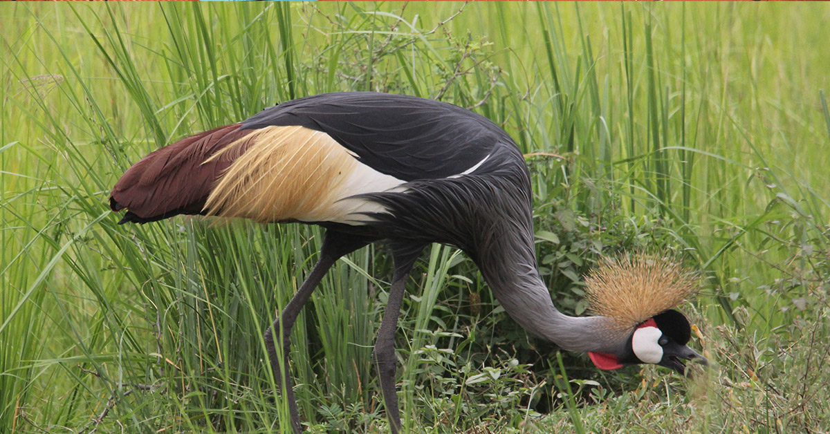 6 Days Bird Watching Safari Rwanda » Primate trekking Rwanda